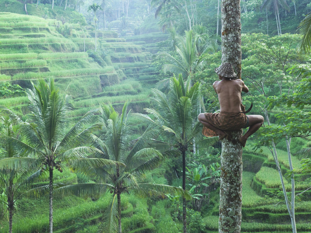 Monolaurin - A King Coconut Star from Sri Lanka – Dragon's Miracle